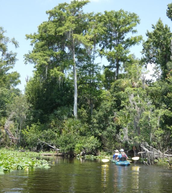 Orlando: Small Group Scenic Wekiva River Kayak Tour - The Experience in Practice: What Makes it Stand Out?