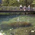 Orlando: Swim with Manatees and Homosassa State Park Visit - Authentic Feedback and Real Experiences
