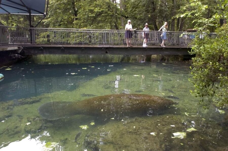 Orlando: Swim with Manatees and Homosassa State Park Visit - Authentic Feedback and Real Experiences
