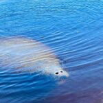Ormond Beach Manatee and Nature Tour Kayaking or Paddle Boarding - Deep Dive Into the Itinerary