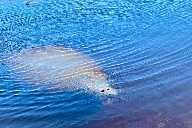 Ormond Beach Manatee and Nature Tour Kayaking or Paddle Boarding - Deep Dive Into the Itinerary
