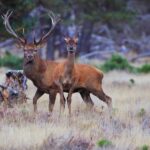 Otterlo: De Hoge Veluwe National Park Entry Ticket - Exploring De Hoge Veluwe: A Natural and Artistic Sanctuary
