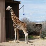Out of Africa Wildlife Park Admission Ticket - The Admission Ticket & What It Includes