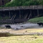OVER THE TOP TOURS city highlights, wildlife and more! - FAQ