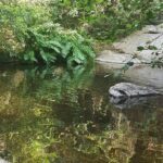 Over Water and Bird Songs - Exploring the Albères Landscape in Detail