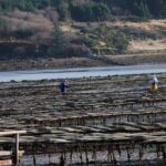 Oyster Farm and Tasting Experience - The Experience’s Strengths and Considerations