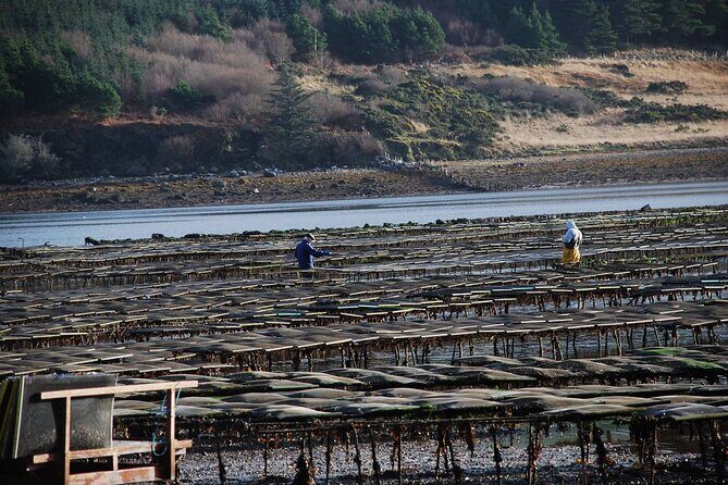 Oyster Farm and Tasting Experience - The Experience’s Strengths and Considerations