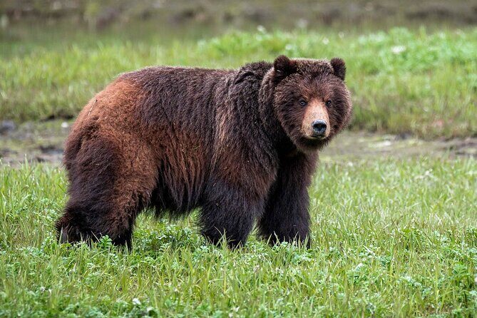Pack Creek Bear Viewing - Who Is This Tour Best For?