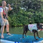 Paddle Board Hale'iwa with Rescue Dogs - The Day in Detail: What to Expect