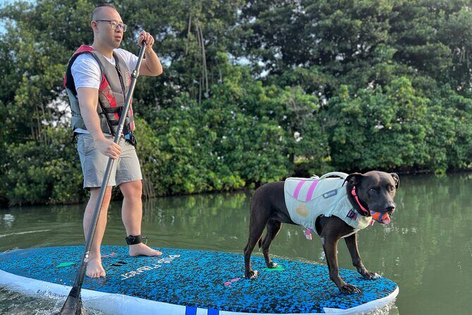 Paddle Board Hale'iwa with Rescue Dogs - The Day in Detail: What to Expect