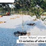 Pallada Semi-Private Olive Oil Tours in Sternes, Chania - The Art of Olive Oil Tasting