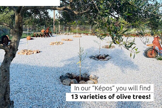 Pallada Semi-Private Olive Oil Tours in Sternes, Chania - The Art of Olive Oil Tasting