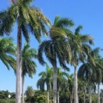 Palm Beach Tour from Miami - Flagler's Museum + Hotel Breakers - Travel Time and Comfort