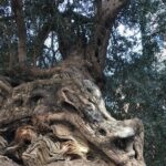 Palma de Mallorca: PRIVATE Local Food And Cathedral Experience - Frequently Asked Questions