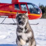 Palmer: "Dogs and Glaciers" Sledding and Helicopter Tour - Practical Details and Considerations
