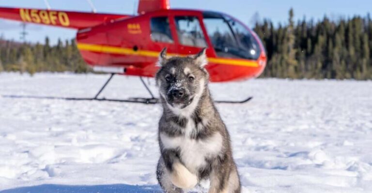 Palmer: "Dogs and Glaciers" Sledding and Helicopter Tour - Practical Details and Considerations