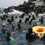 Palomino Islands Yacht Tour and swim alongside the sea lions - Authentic Encounters and Practical Details