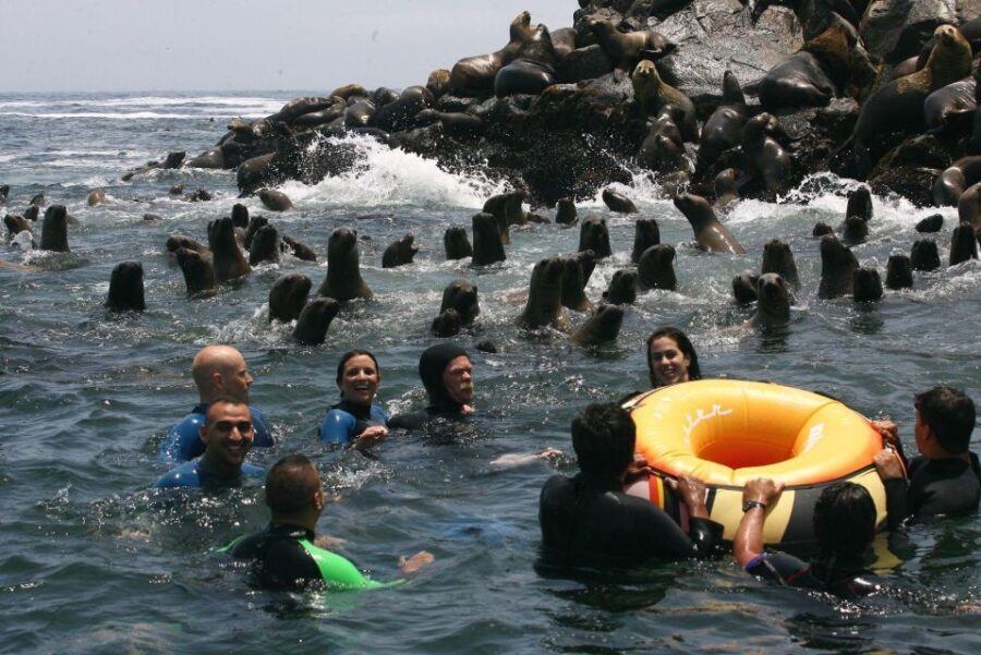 Palomino Islands Yacht Tour and swim alongside the sea lions - Authentic Encounters and Practical Details