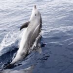 Panama City Beach Dolphin Sightseeing Sail - The Sum Up