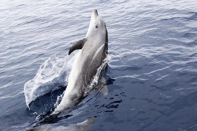 Panama City Beach Dolphin Sightseeing Sail - The Sum Up