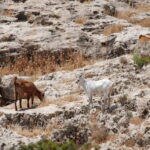 Paphos :Akamas Jeep Safari with cruise to the Blue Lagoon - Authentic Experiences and What Sets This Tour Apart