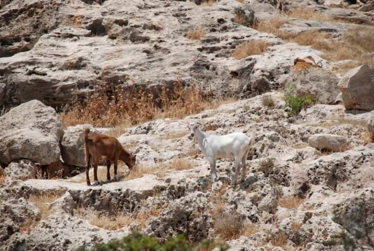 Paphos :Akamas Jeep Safari with cruise to the Blue Lagoon - Authentic Experiences and What Sets This Tour Apart