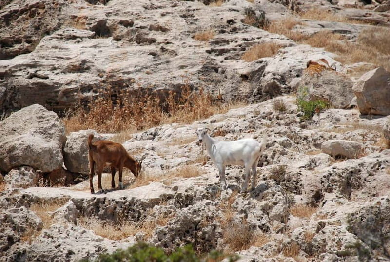 Paphos :Akamas Jeep Safari with cruise to the Blue Lagoon - Authentic Experiences and What Sets This Tour Apart