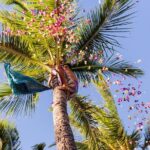 Paradise Cove Luau - In-Depth Look at the Itinerary