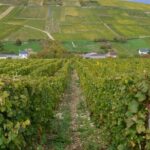 Paris Wine Day Tours exclusive wine tour in the Sancerre area - Exploring the Itinerary: What You Can Expect