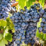Paso Robles Scavenger Hunt Adventure - Why This Tour is Worth Your Time