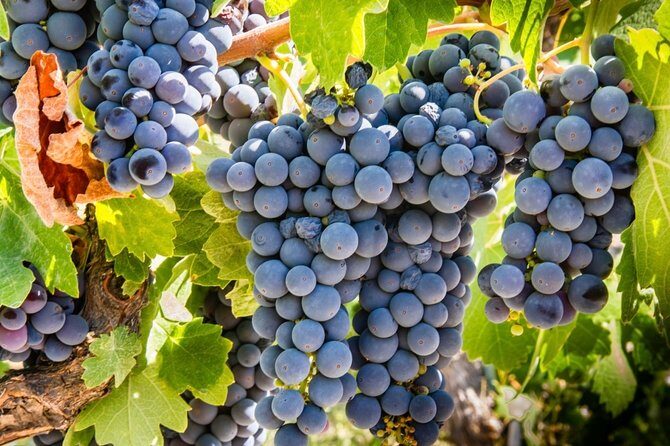 Paso Robles Scavenger Hunt Adventure - Why This Tour is Worth Your Time