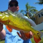 Peacock Bass Fishing Trip near Palm Beach - FAQ: Your Questions Answered