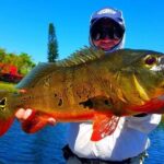 Peacock Bass Fishing Trips Near Miami Florida - An Overview of the Experience