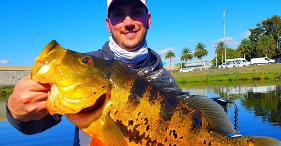 Peacock Bass Fishing Trips Near Miami Florida - The Value of the Tour