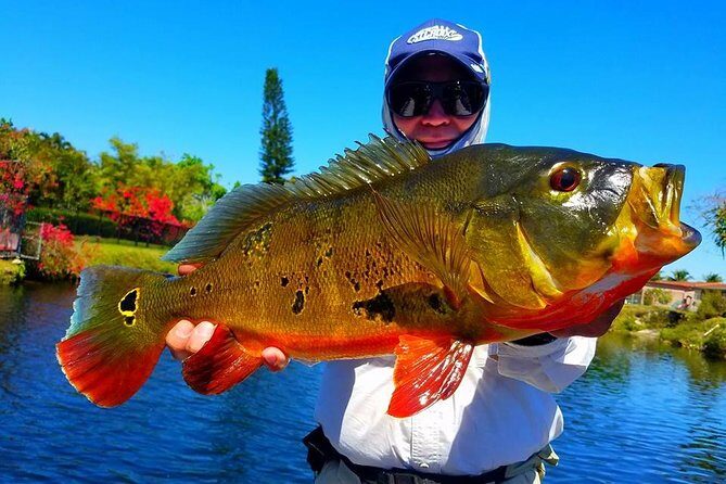 Peacock Bass Fishing Trips Near Miami Florida - An Overview of the Experience