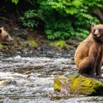 Peak Season Bear Viewing By Seaplane - Who Should Consider This Tour?