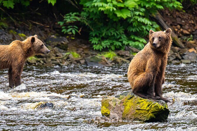 Peak Season Bear Viewing By Seaplane - Who Should Consider This Tour?