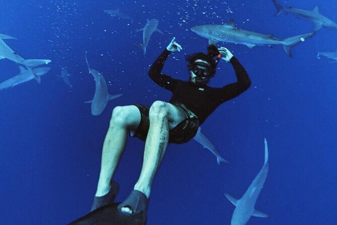 Pelagic Shark Dive Tour - What to Expect from the Pelagic Shark Dive Tour