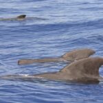 Pelagic Wildlife Excursion - The Practicalities