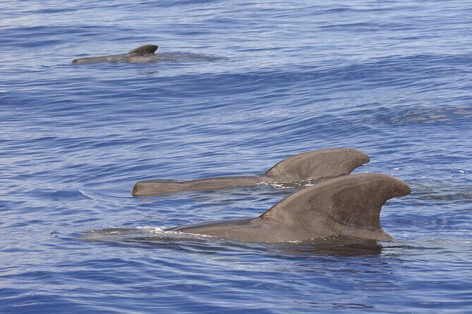 Pelagic Wildlife Excursion - The Practicalities