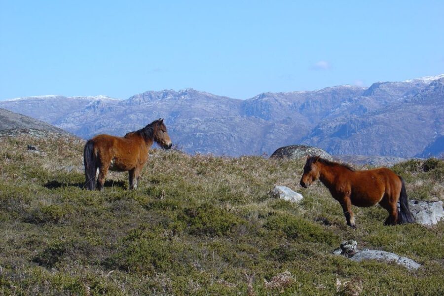Peneda-Gerês: Full-Day Premium Tour - The Itinerary Breakdown