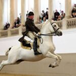 Performance Of The Lipizzans At Spanish Riding School - What to Expect During the Performance