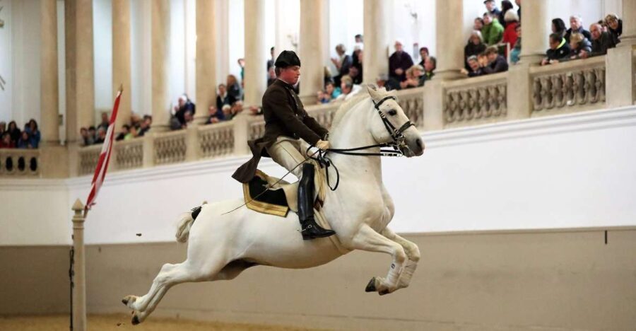 Performance Of The Lipizzans At Spanish Riding School - What to Expect During the Performance