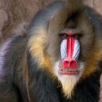 Phoenix Zoo Admission Ticket - Is the Phoenix Zoo Admission Ticket Worth It?