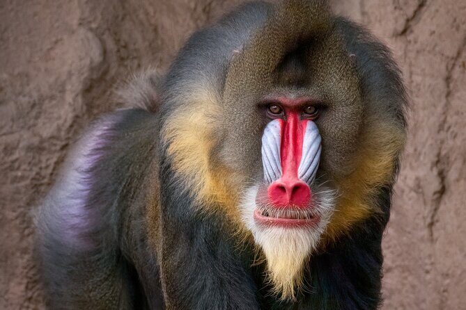 Phoenix Zoo Admission Ticket - Is the Phoenix Zoo Admission Ticket Worth It?