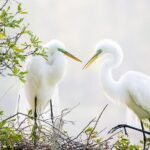 Photograph low country wildlife with a professional photographer - The Sum Up: Who Is This Tour For?