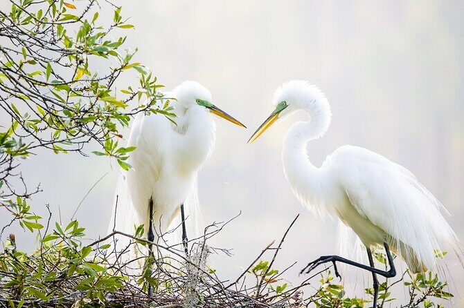 Photograph low country wildlife with a professional photographer - The Sum Up: Who Is This Tour For?
