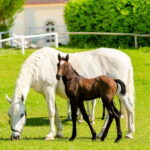 Piber: Lipizzan Stud Guided Tour - The Authenticity and Value of the Tour