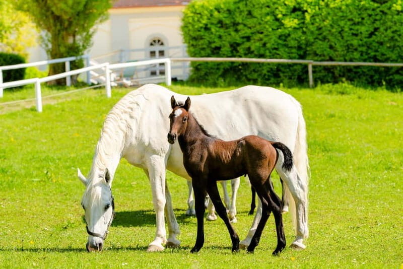 Piber: Lipizzan Stud Guided Tour - The Authenticity and Value of the Tour