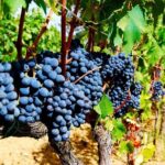Pienza, Montalcino, Brunello Wine and Pecorino Cheese PRIVATE TOUR from FLORENCE - Who is This Tour Best For?